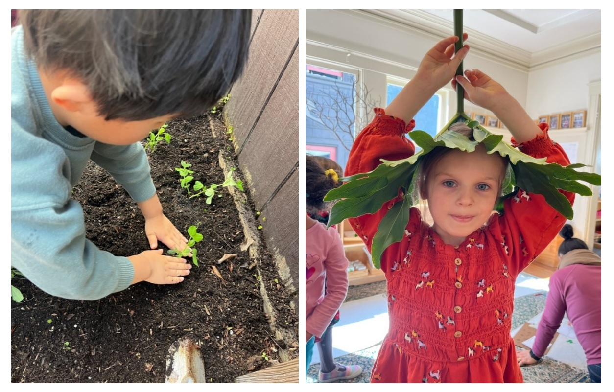 Botany | My Own Montessori